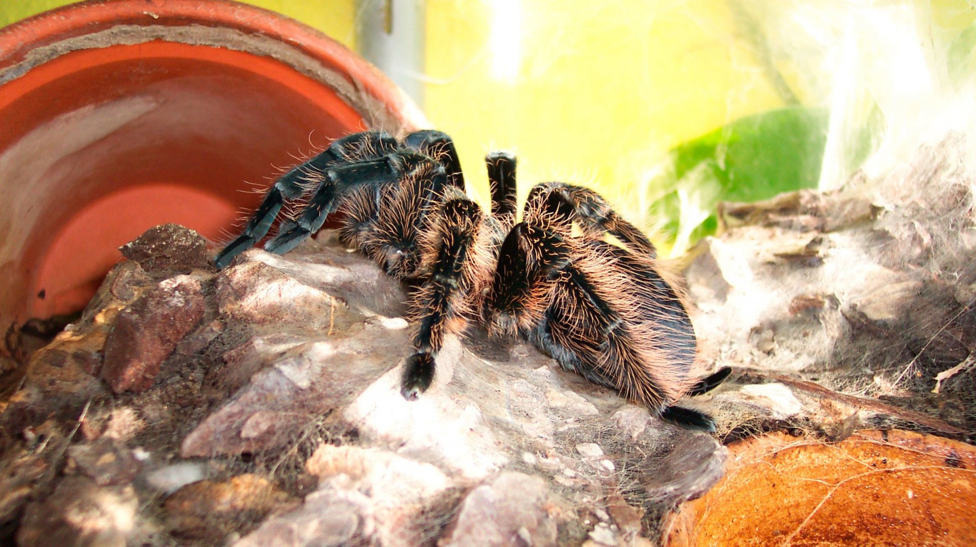 The Creepy Tarantula Wallpaper