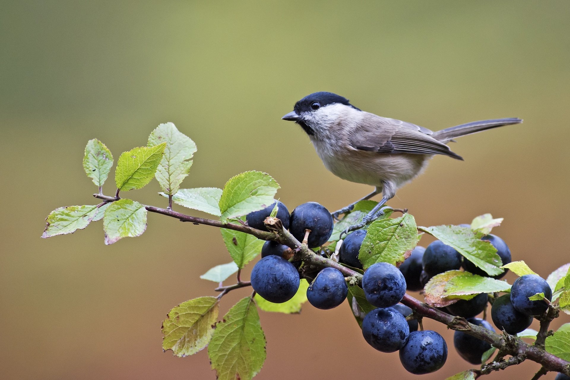 Download Black-capped Chickadee Passerine Blueberry Bird Animal ...
