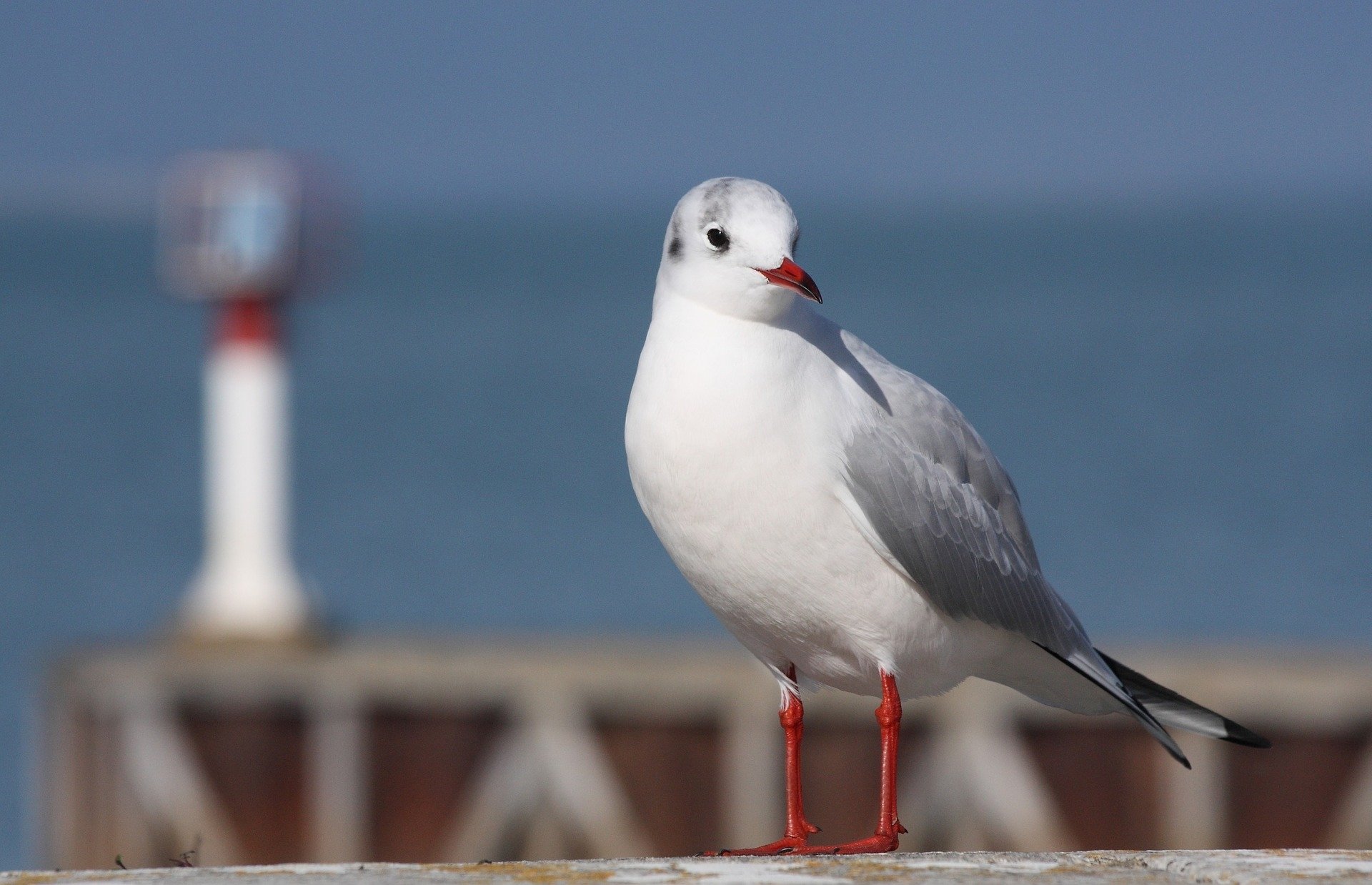 HD Close-Up of a Seagull: Stunning Animal Wallpaper View by Jean-Michel ...