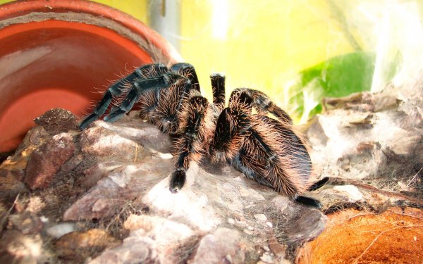 Tarantula 4k Ultra HD Wallpaper | Background Image | 5184x3888