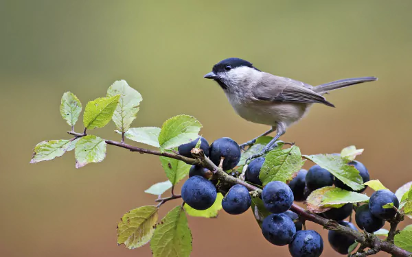 Charming Chickadee: Stunning HD Wallpaper for Nature Lovers