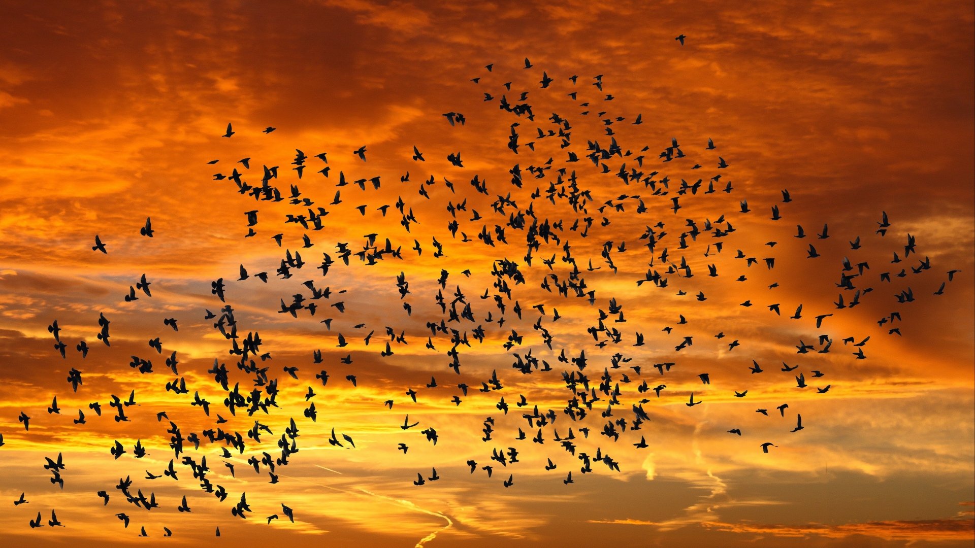 Download Flock Of Birds Sunset Flying Animal Bird 4k Ultra HD Wallpaper