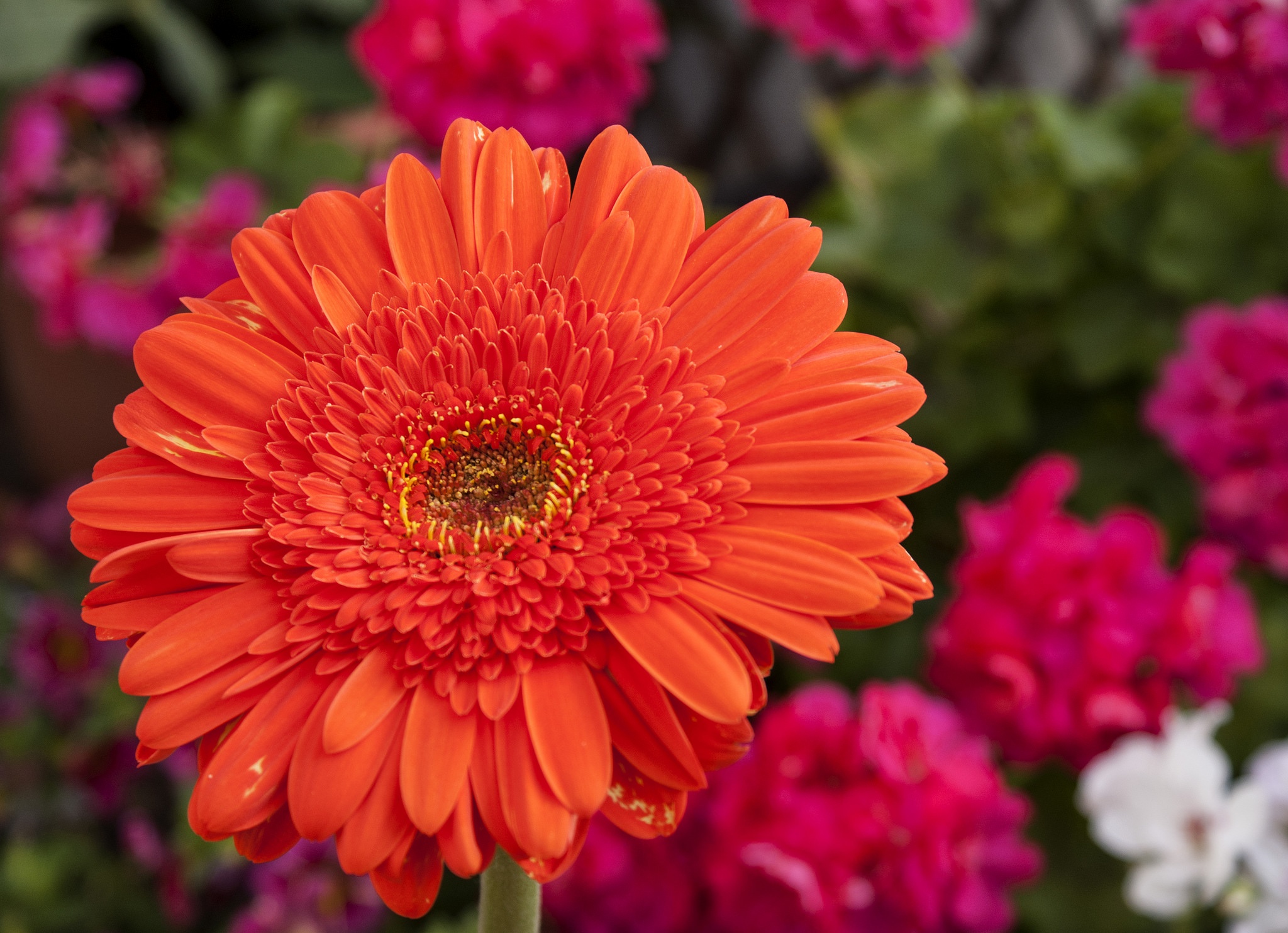 Download Macro Orange Flower Flower Nature Gerbera HD Wallpaper