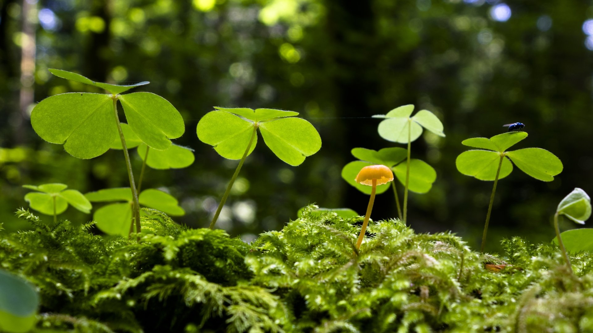 Download Greenery Macro Moss Nature Clover 4k Ultra HD Wallpaper