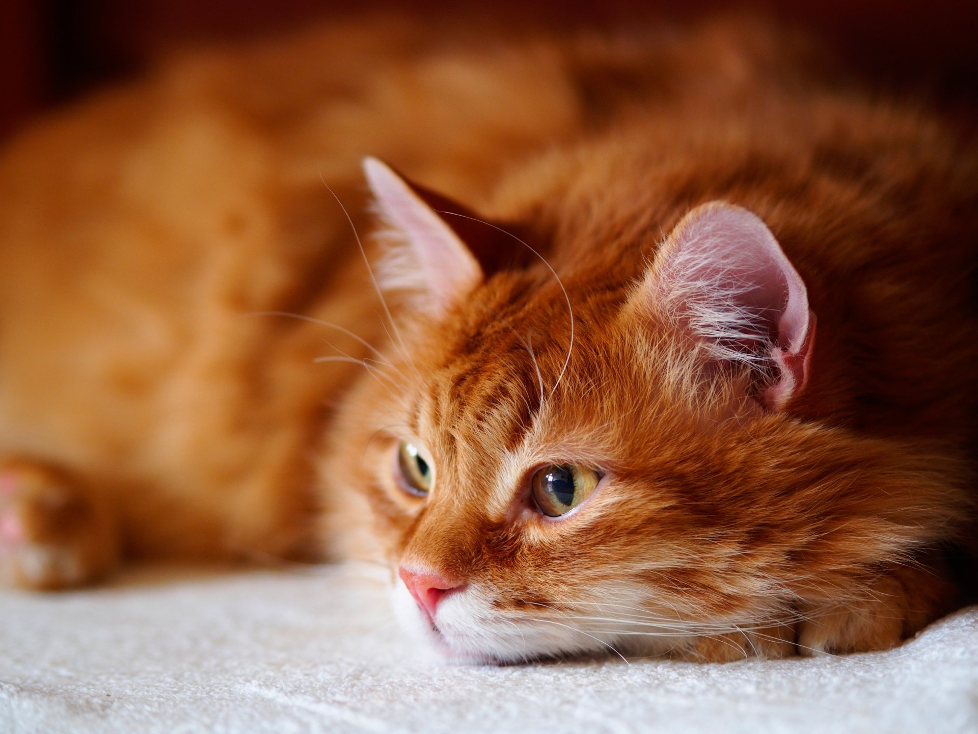 Majestic Ginger Cat in Stunning 4K Ultra HD Wallpaper | 4481x3361 ...