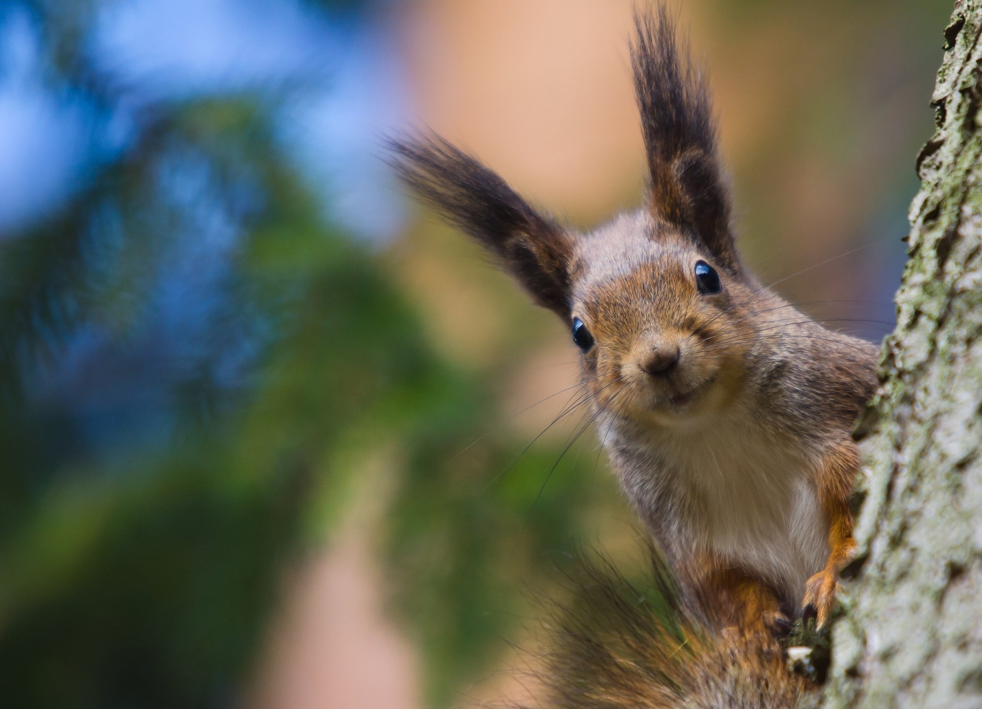 Download Rodent Animal Squirrel HD Wallpaper