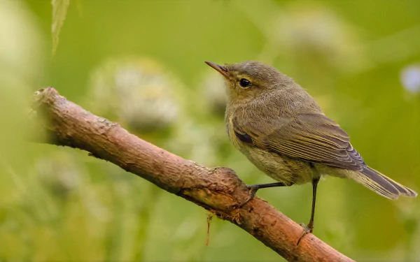 Common Chiffchaff Wallpapers