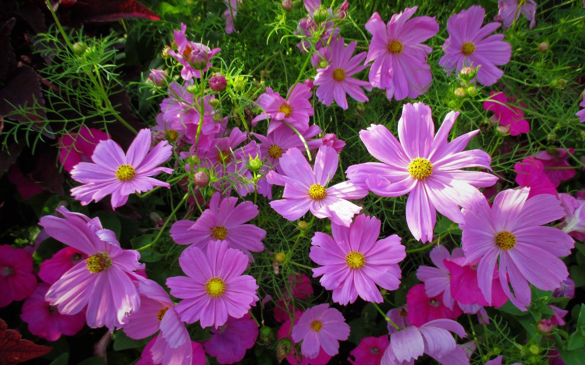 Download Nature Pink Flower Spring Flower Cosmos (Plant) HD Wallpaper
