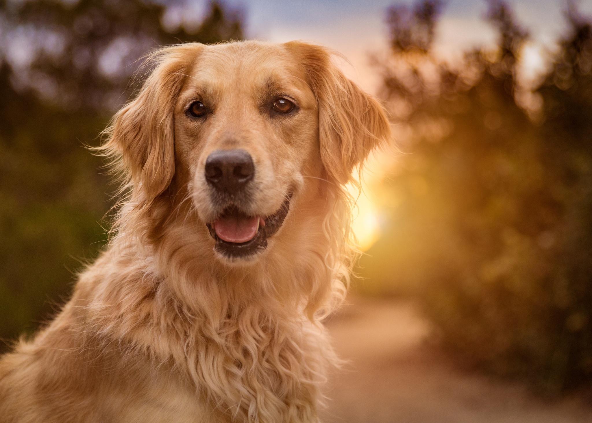 Golden Retriever Glow: Stunning Depth of Field HD Dog Wallpaper
