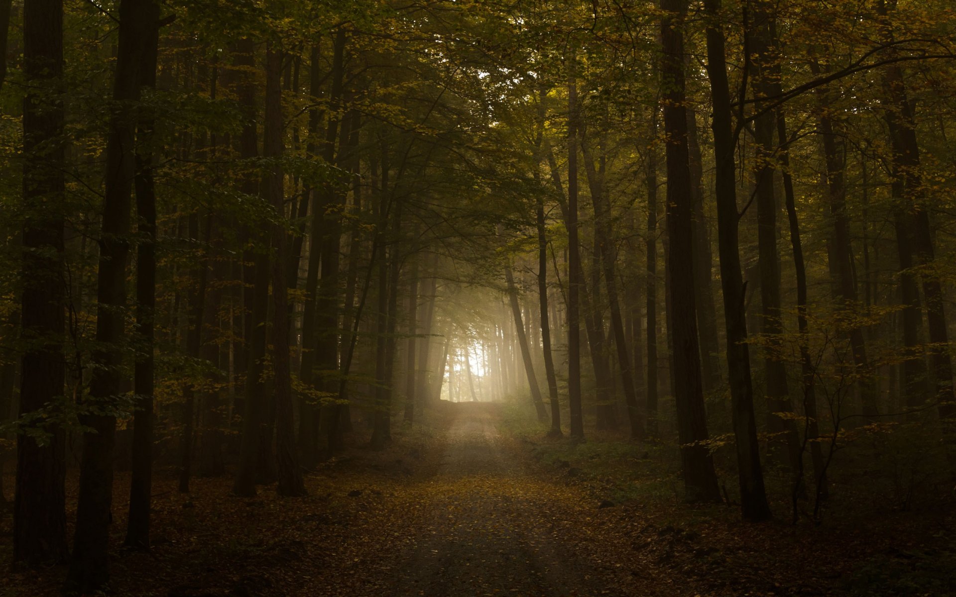 Enchanted Forest Path – HD Nature Wallpaper | 2560x1600 | Wallpaper Abyss
