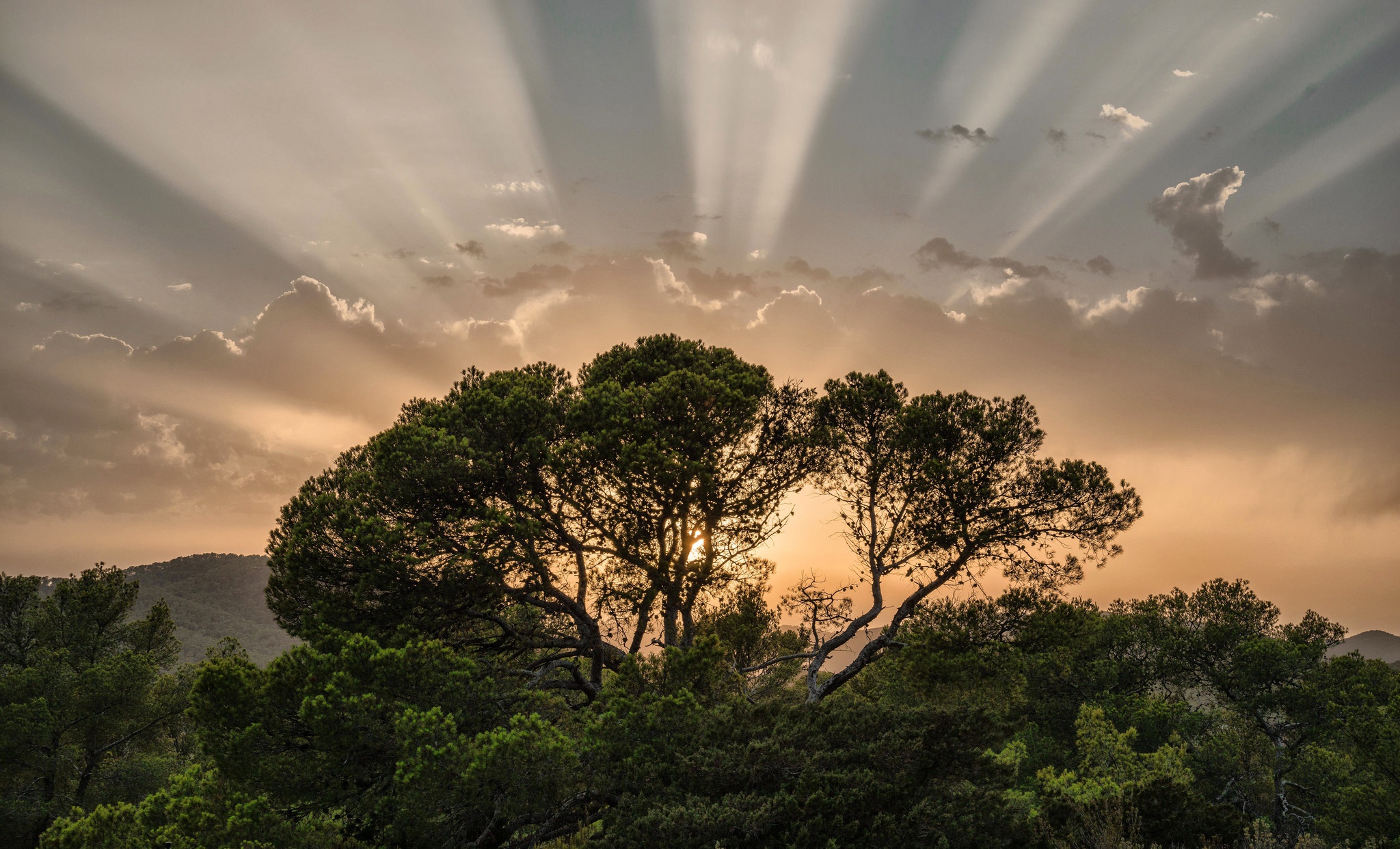 Download Tree Sky Nature Sunbeam HD Wallpaper