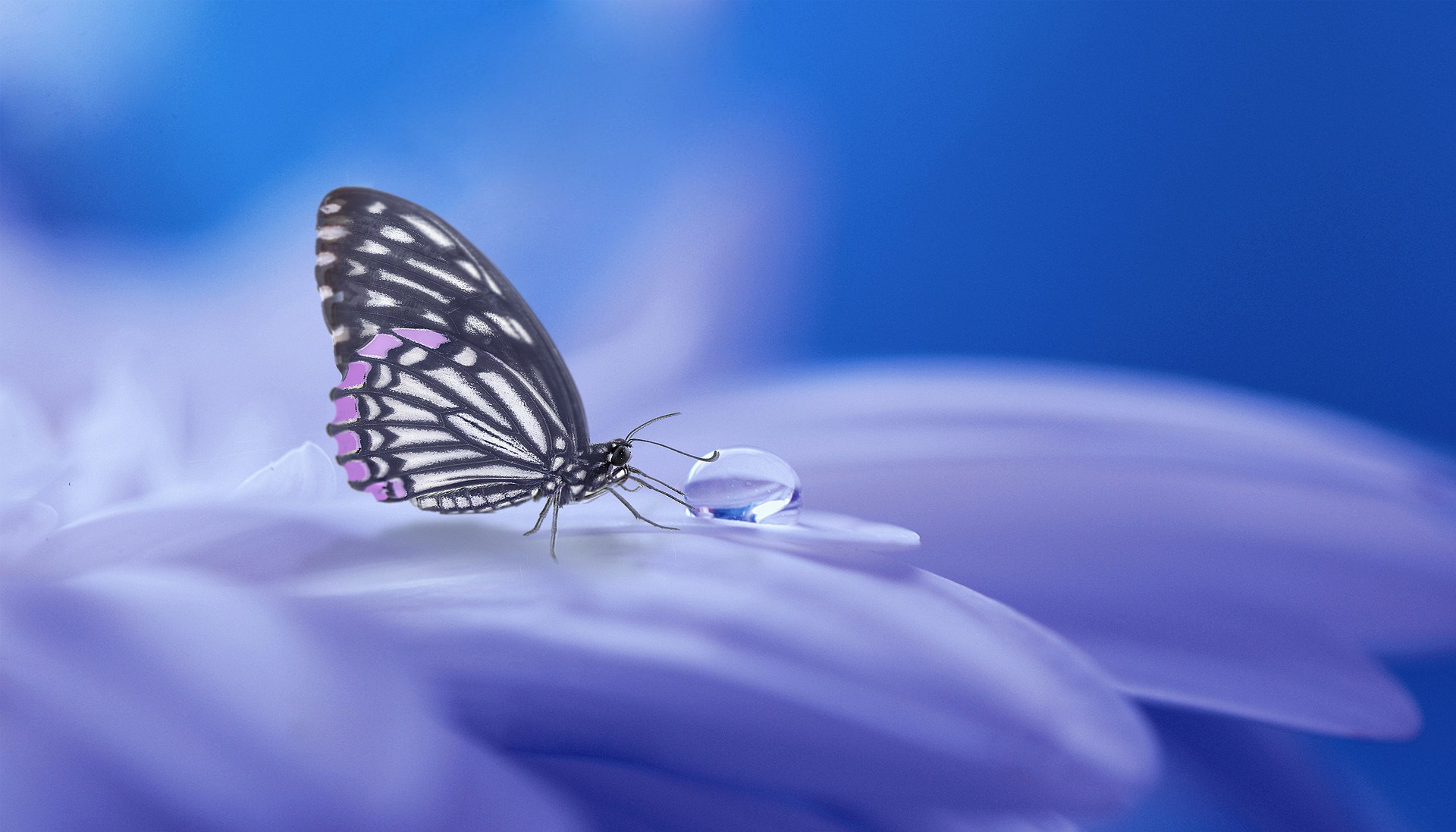 Butterfly On Water Wallpaper