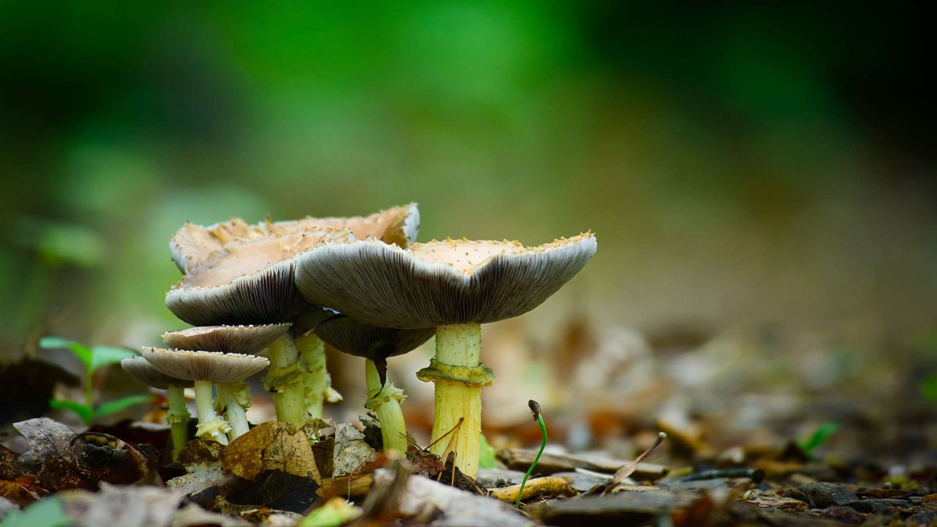 Download Fall Nature Close-up Mushroom HD Wallpaper | 2048x1152 ...