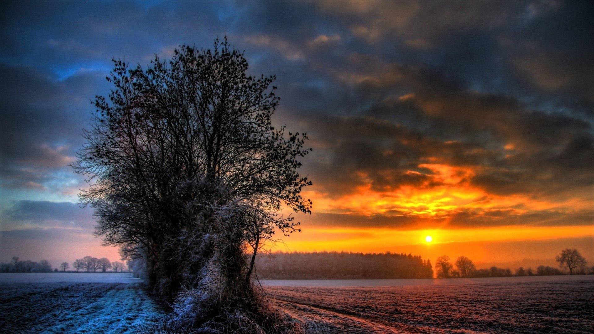 Winter Sunset Serenity: Snow-Covered Tree in Nature's Glow HD Wallpaper ...
