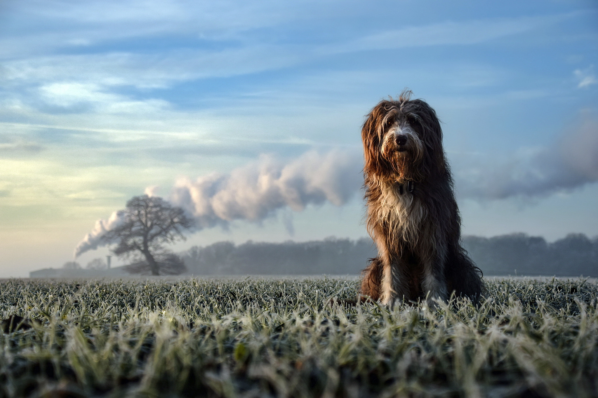Download Field Animal Dog HD Wallpaper