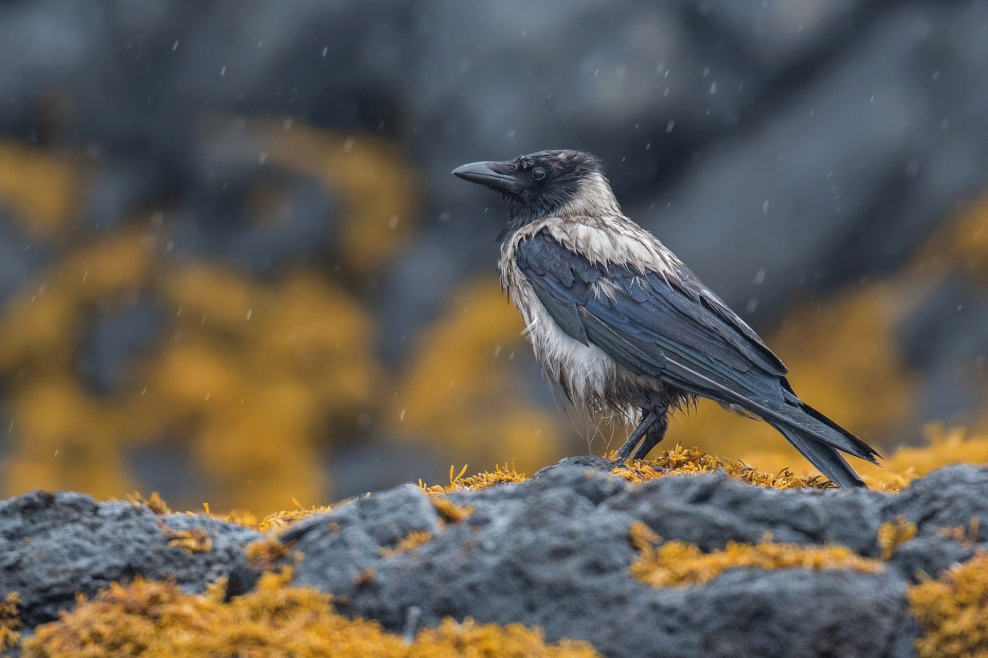 Karga HD Duvar kağıdı | Arka plan | 2048x1365 | ID:941090 - Wallpaper Abyss