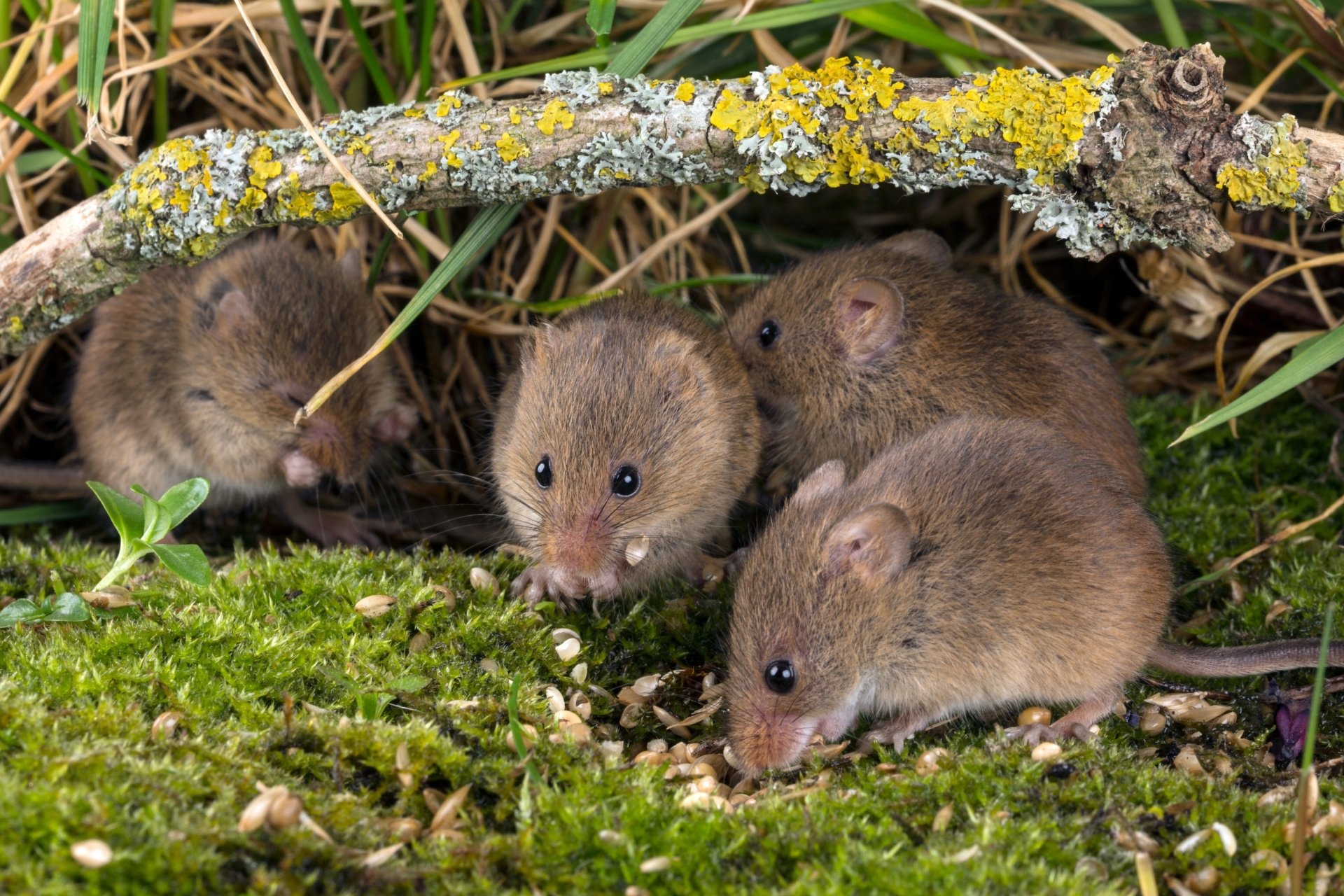 HD Wallpaper: Adorable Wild Mice Rodent Family in Natural Habitat