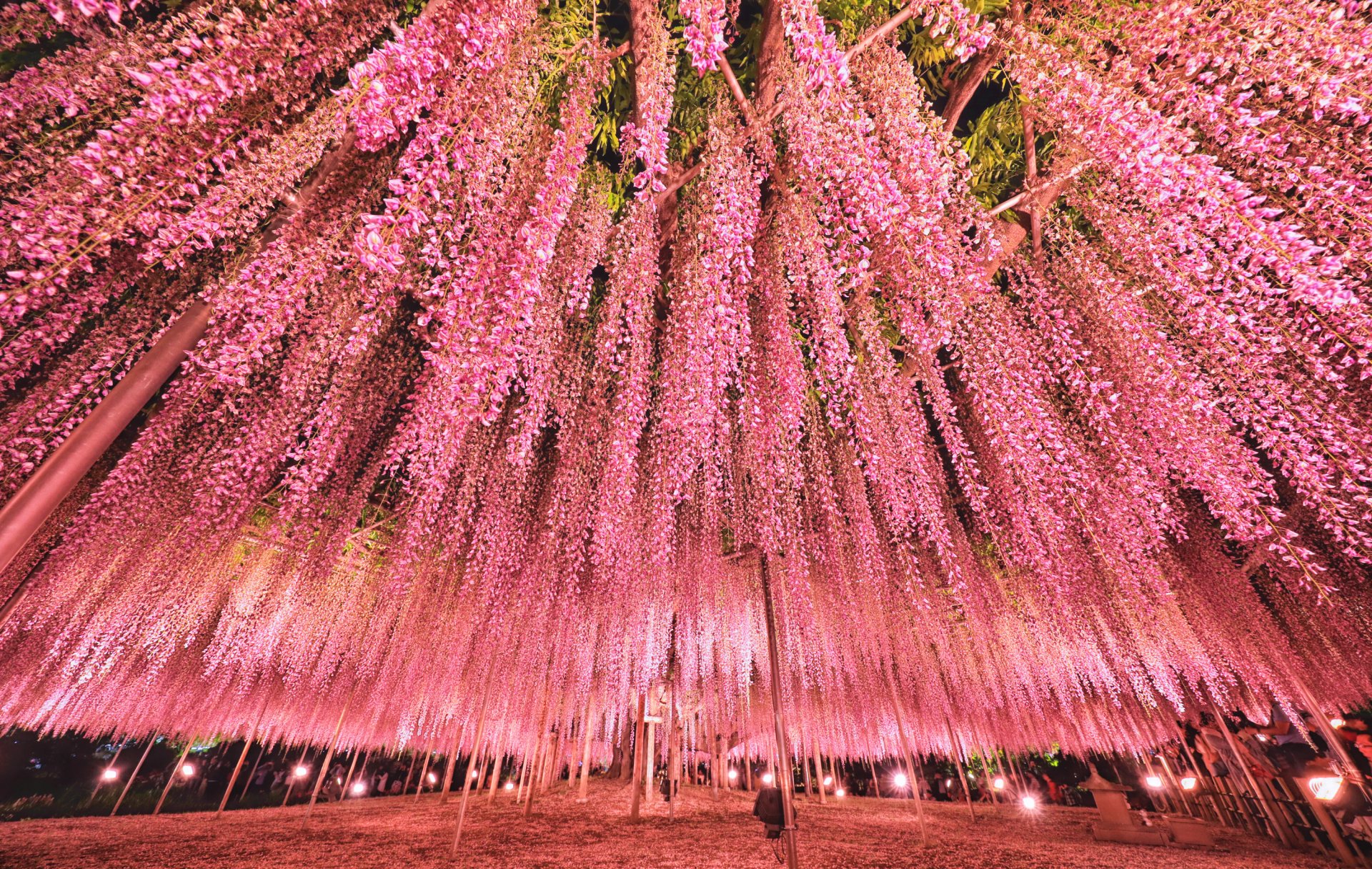 Tokyo’s Enchanting Pink Wisteria Canopy – HD Nature Park Wallpaper