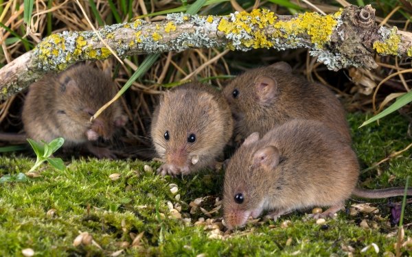 Mouse 4k Ultra HD Wallpaper | Background Image | 5107x3405 | ID:1079994 ...