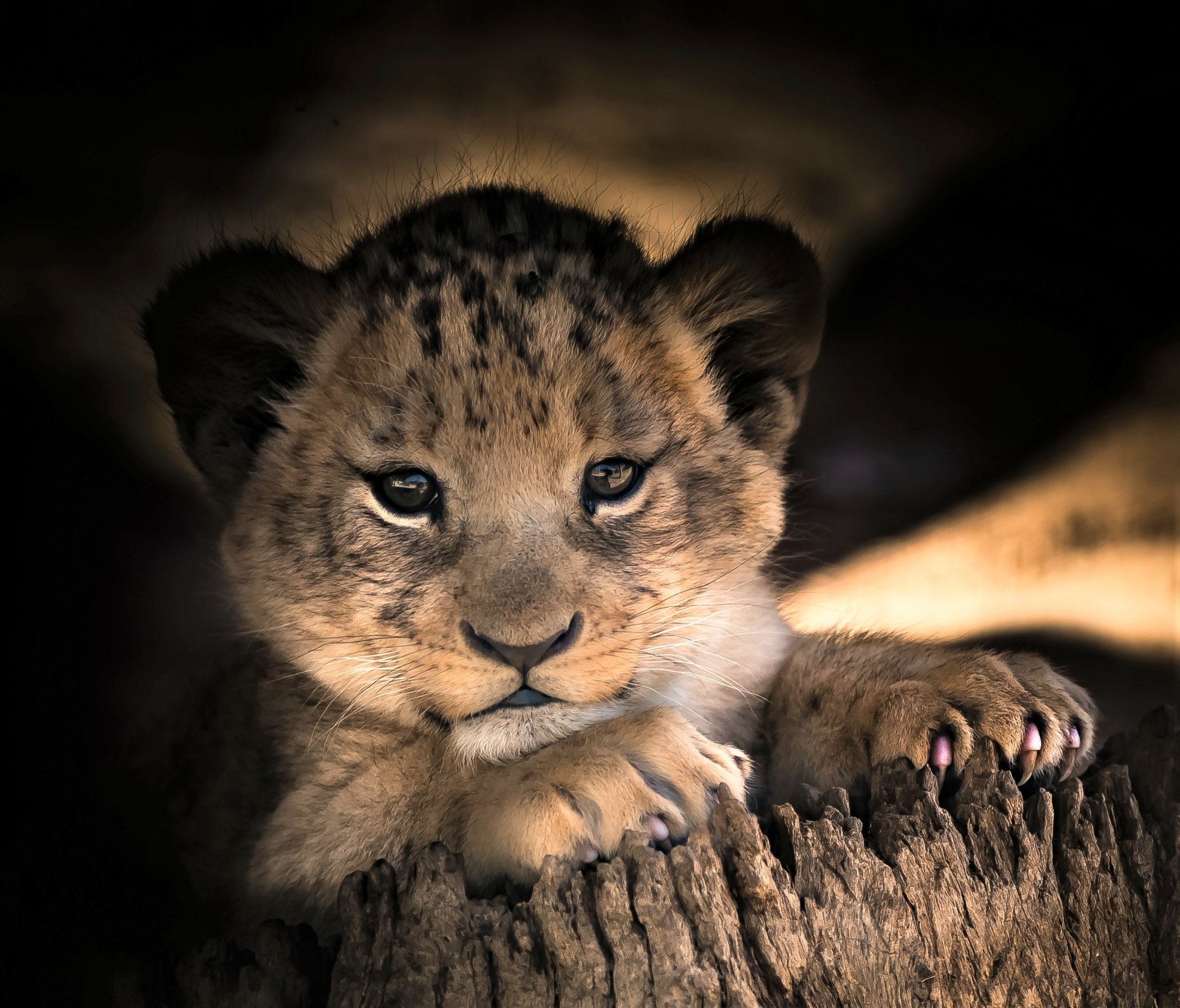 Majestic Lion Cub HD Wallpaper – Adorable Baby Animal Charm