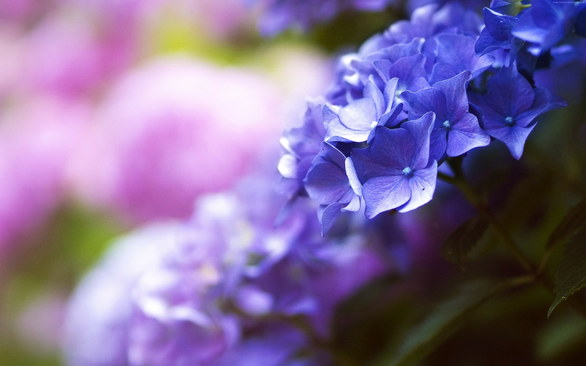 Download Blue Flower Nature Hydrangea 4k Ultra HD Wallpaper