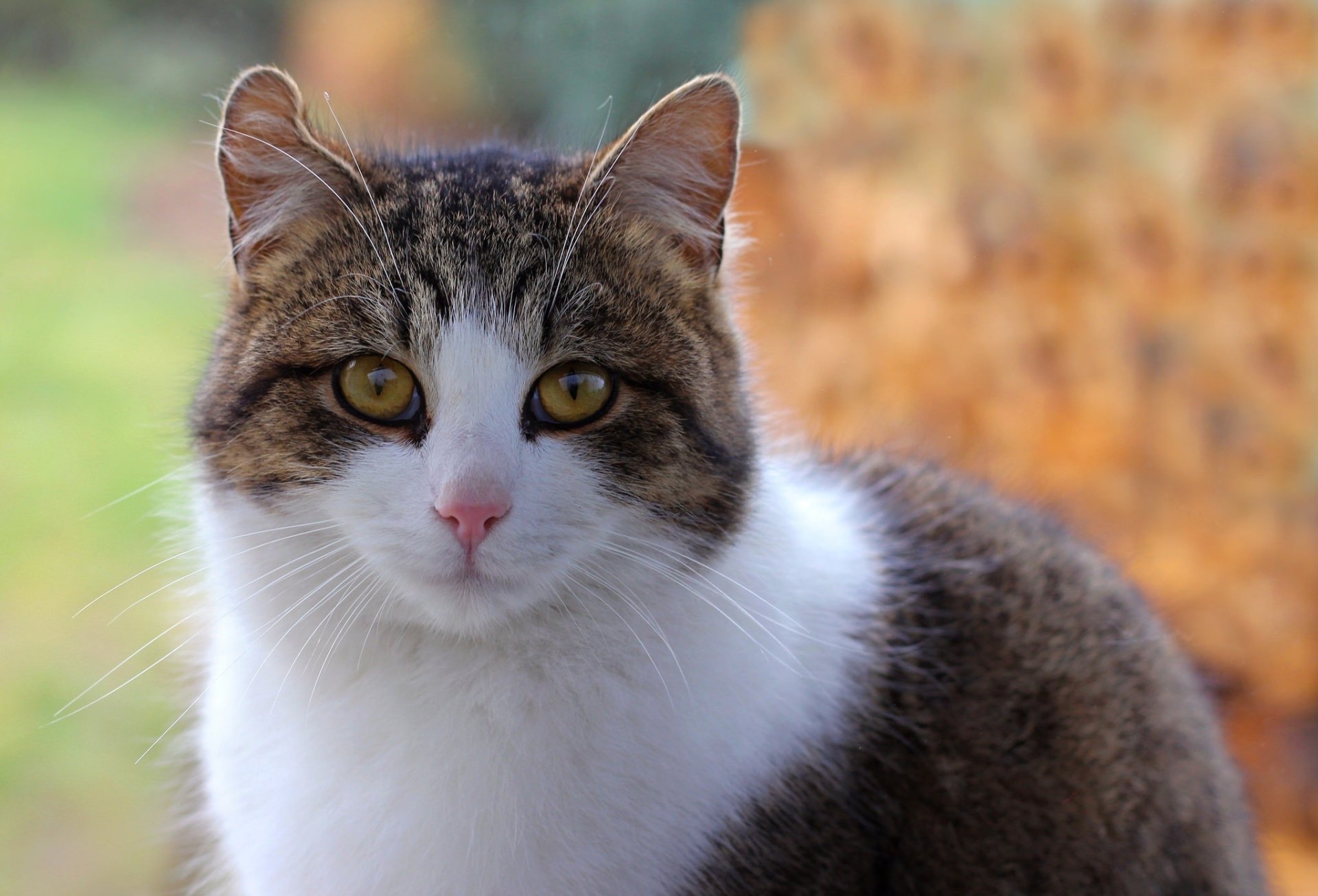 Intense Cat Stare HD Wallpaper
