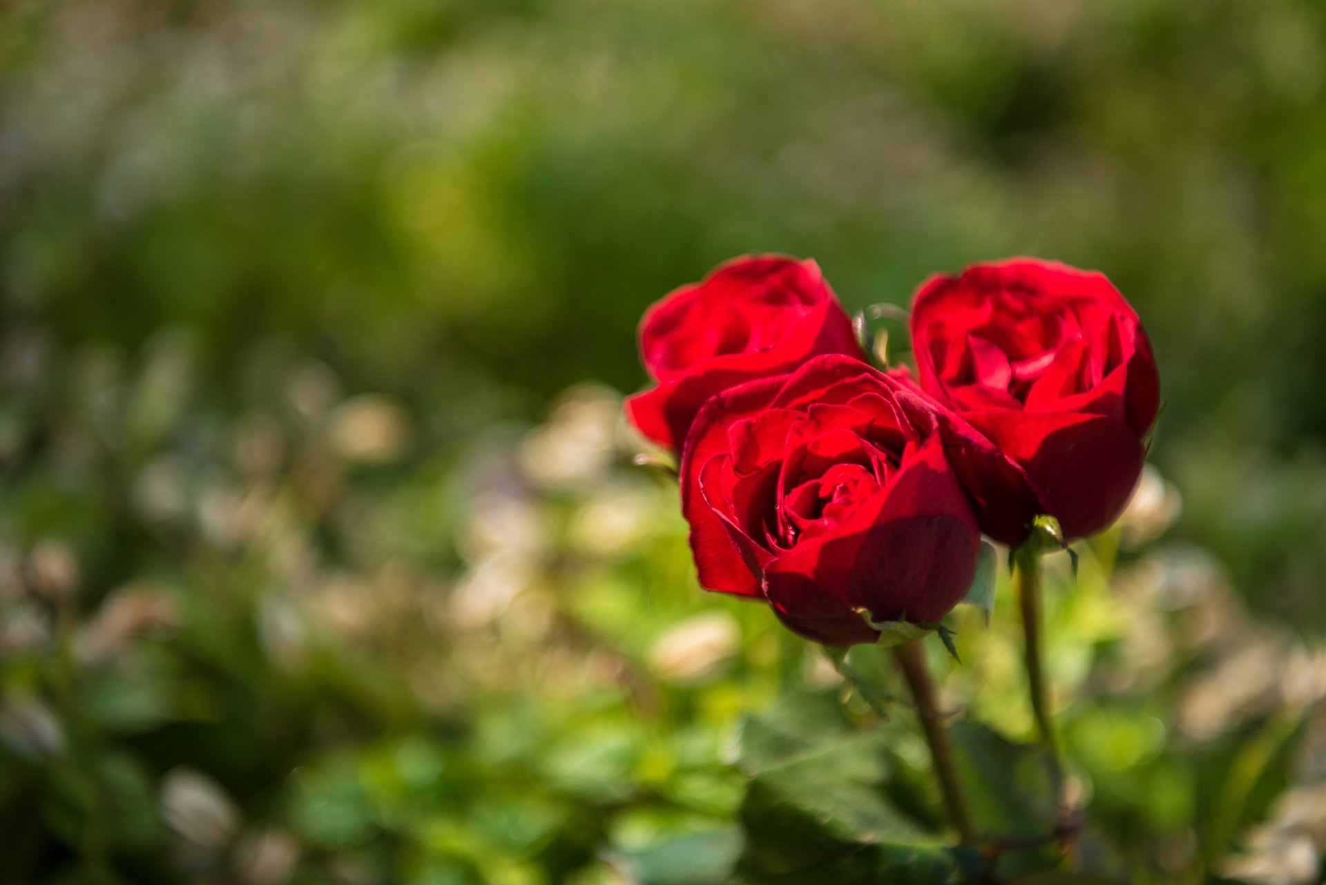 Download Red Flower Red Rose Nature Rose 4k Ultra HD Wallpaper