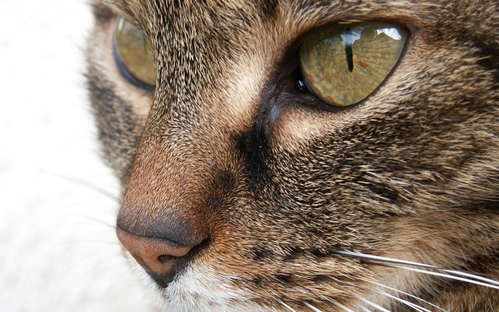 HD Close-Up Cat Gaze Wallpaper: Stunning Animal Eyes | 1680x1050 ...