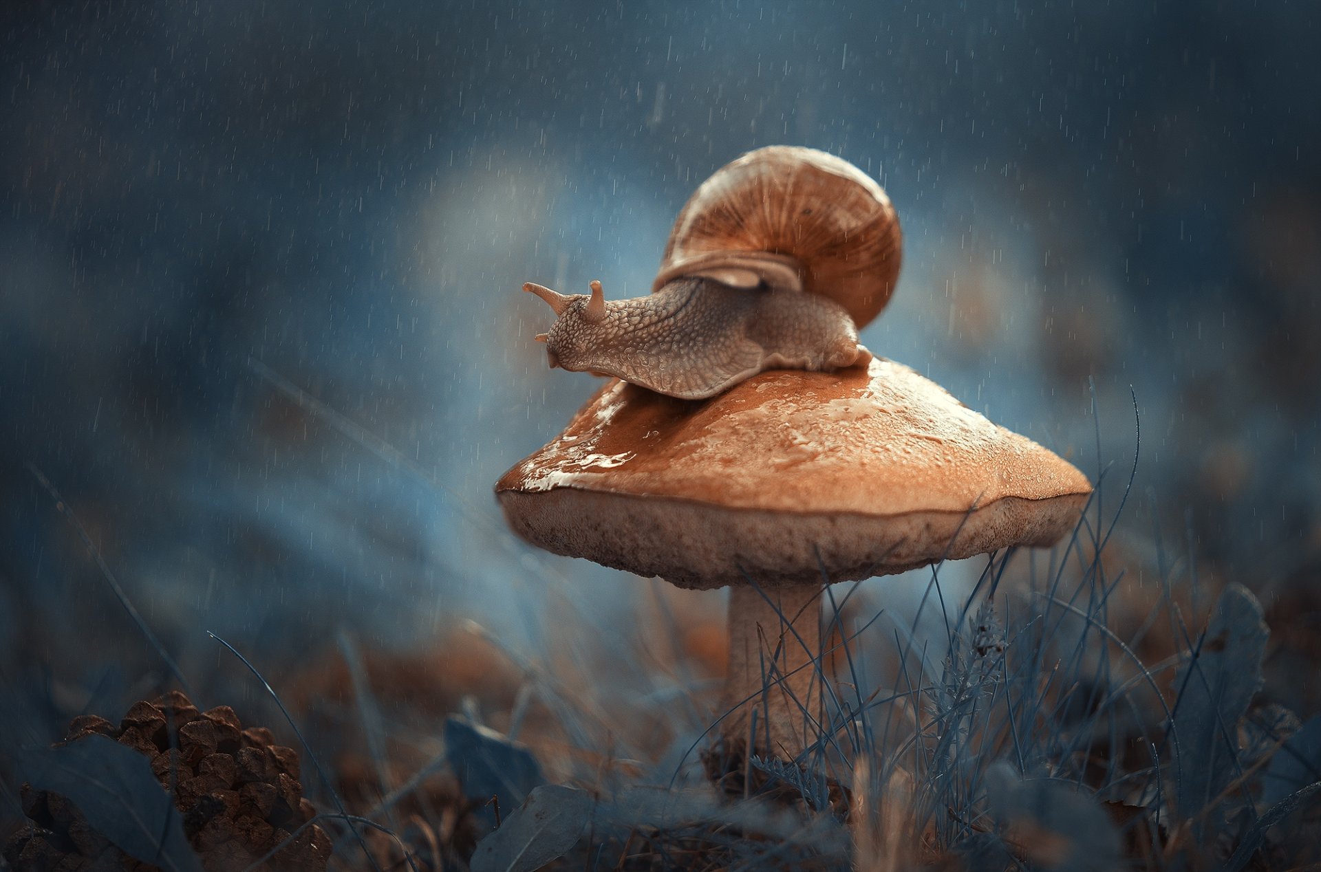 Snail HD Wallpaper | Background Image | 2000x1321