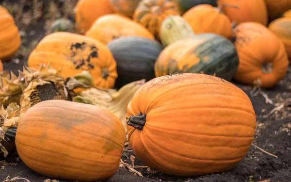 [120+] Pumpkin 4k Wallpapers