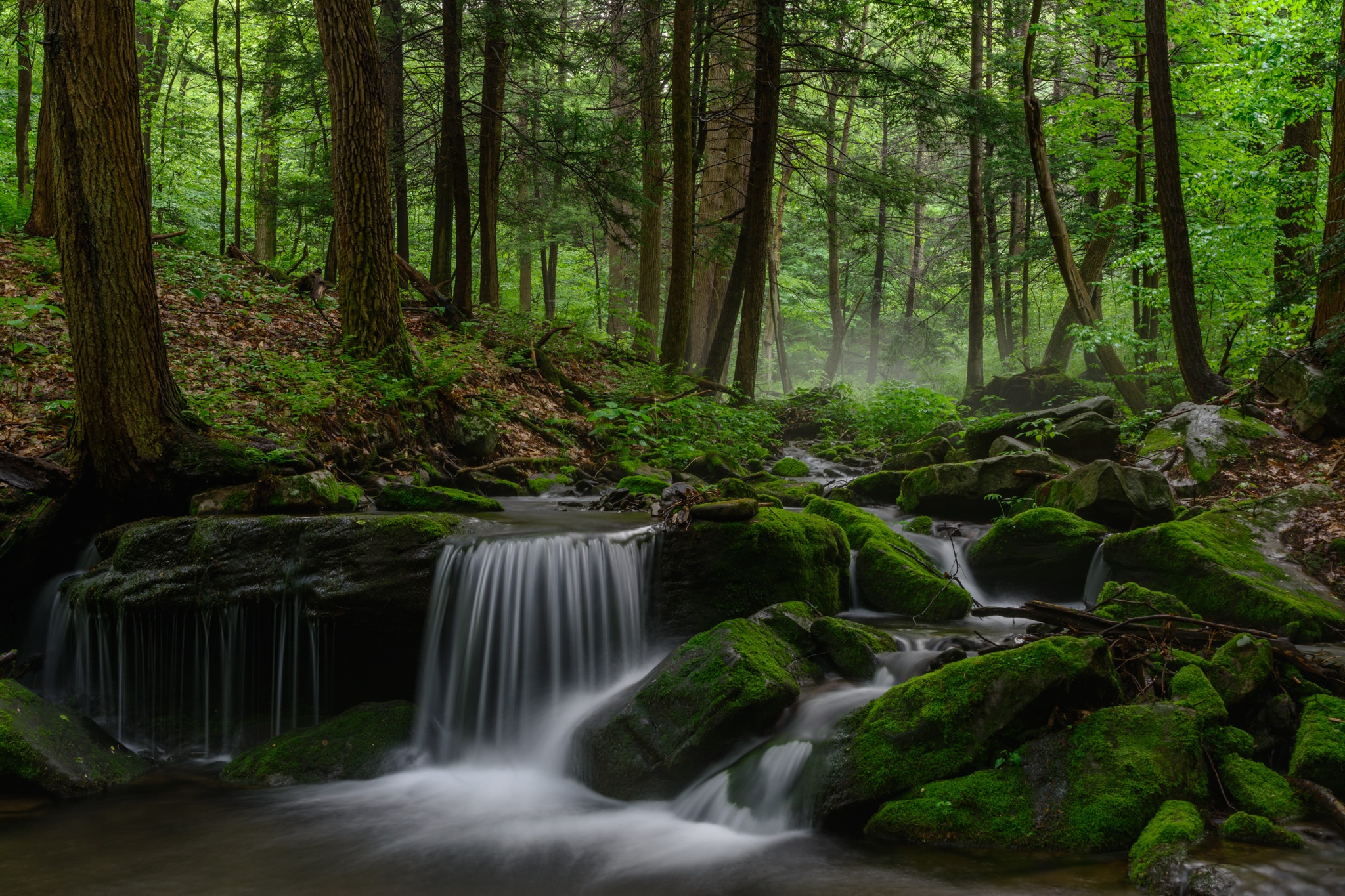 Serene Forest Stream: Lush Green Moss & Nature HD Wallpaper