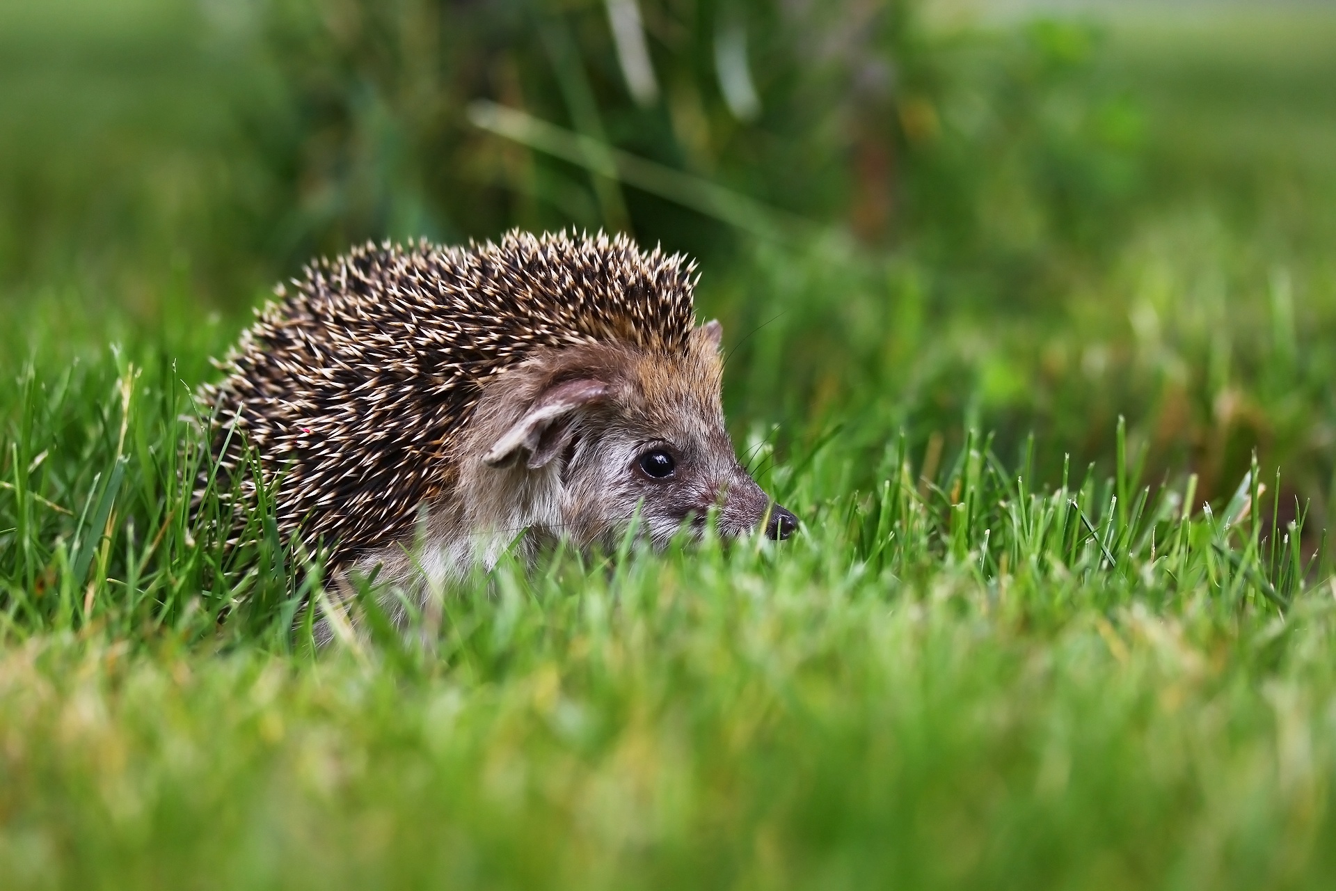 Download Animal Hedgehog HD Wallpaper