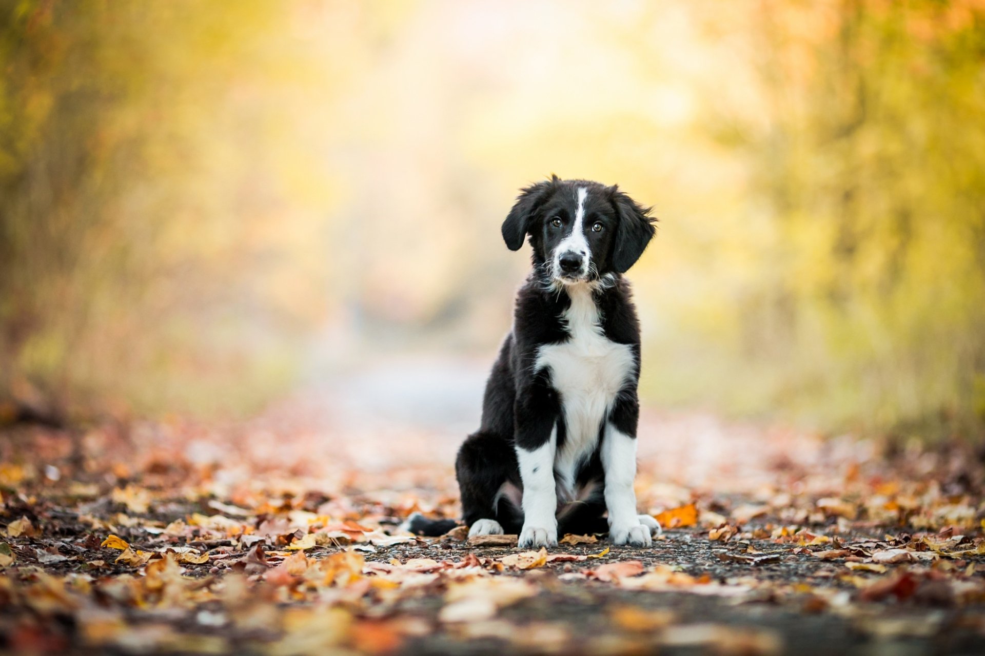 Download Depth Of Field Puppy Baby Animal Dog Animal Border Collie HD ...