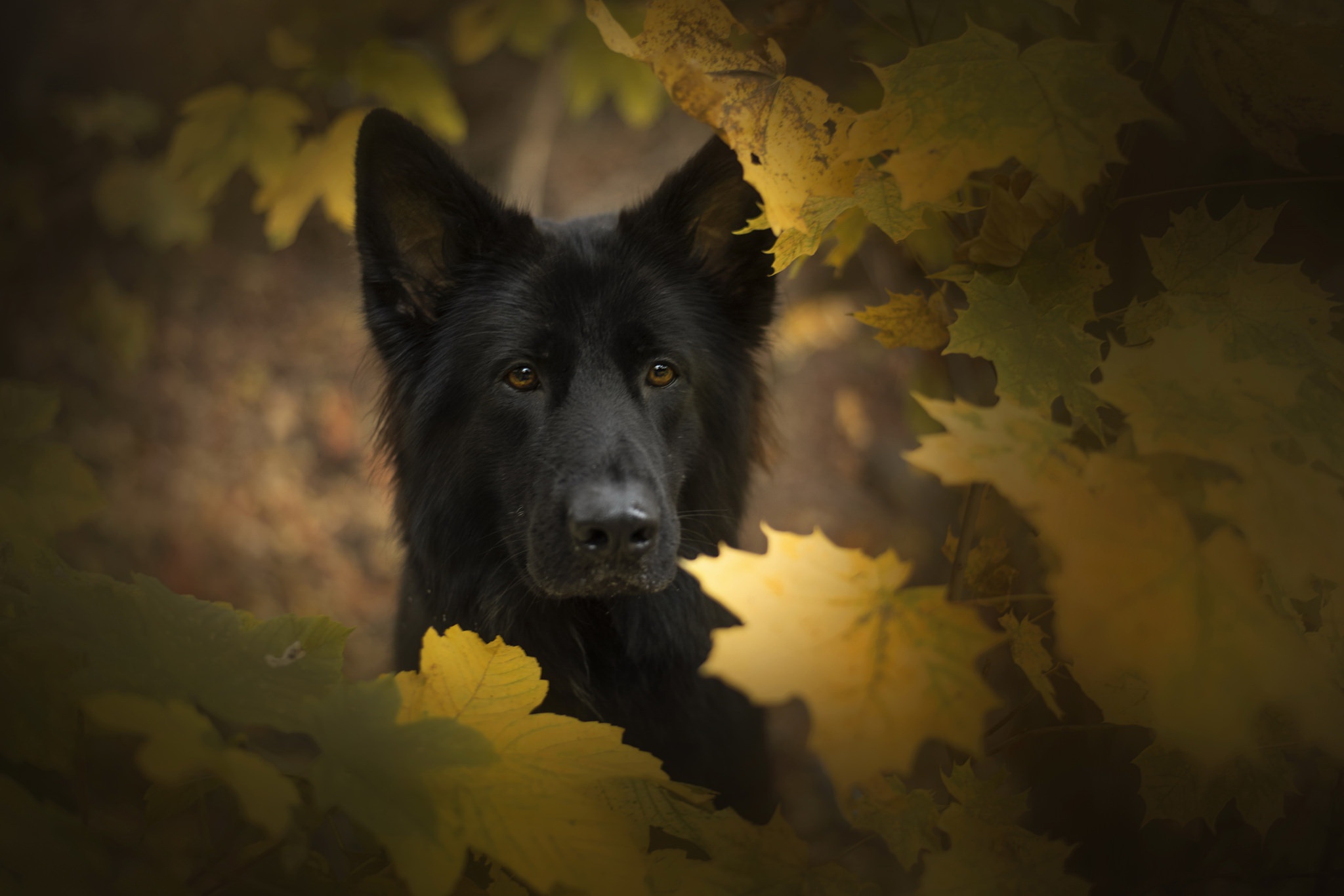 Animal German Shepherd HD Wallpaper