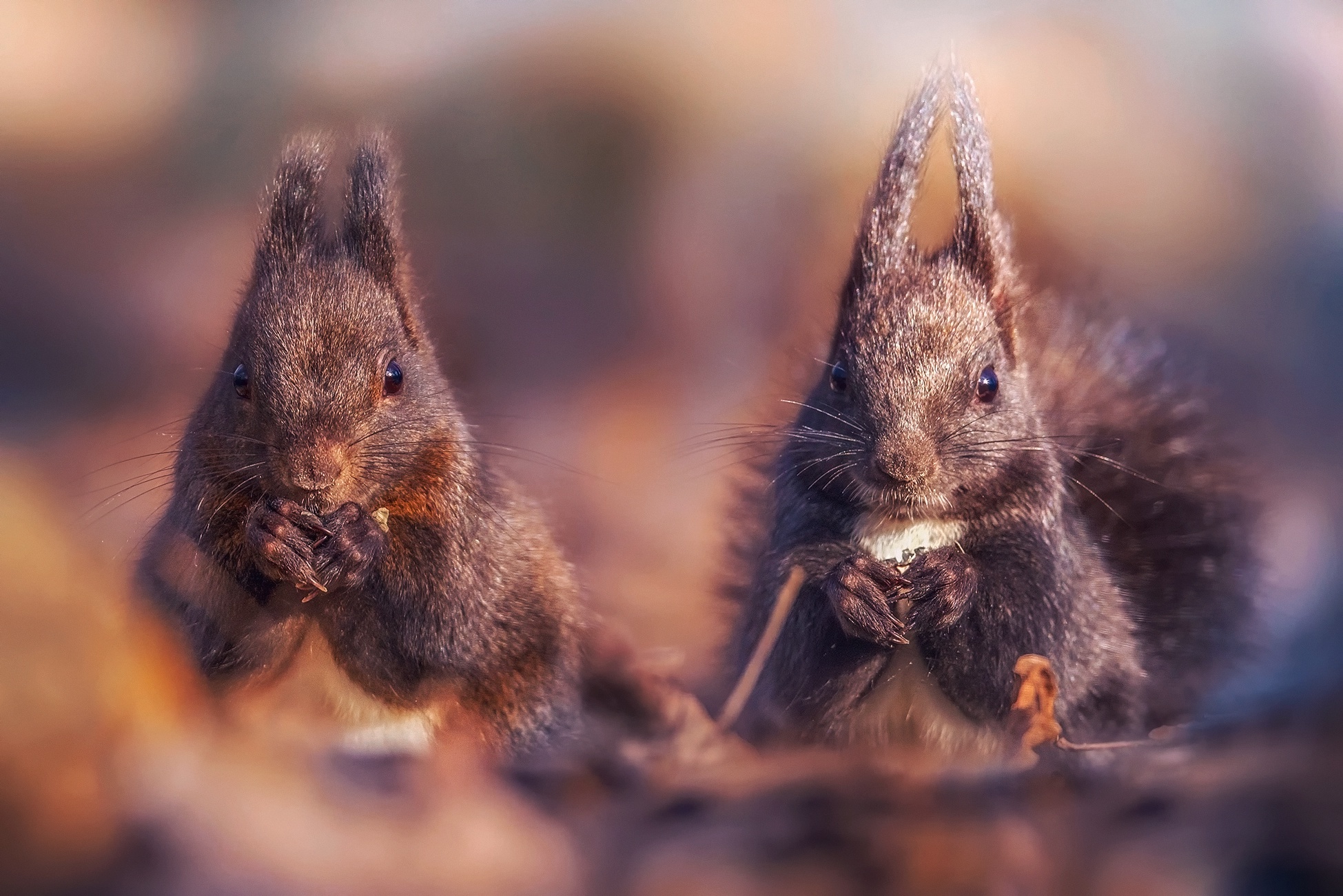 Download Rodent Animal Squirrel HD Wallpaper