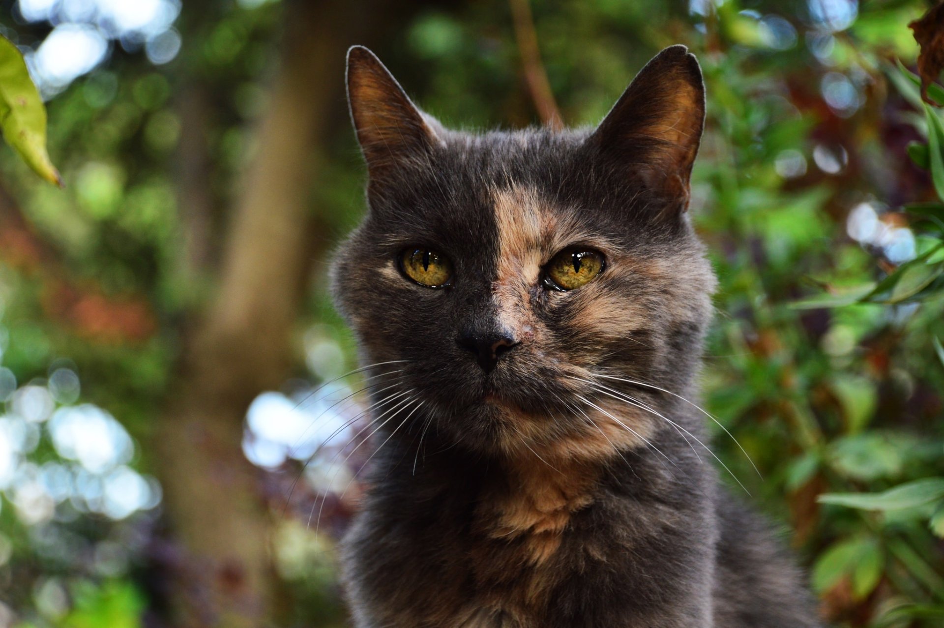 Regal Stare - HD Tortoiseshell Cat Wallpaper | 2048x1362 | Wallpaper Abyss