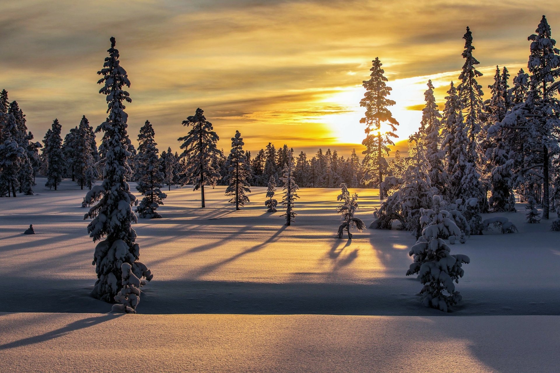 Winter Sunrise Forest HD Wallpaper