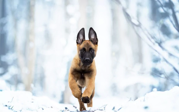 Belgian Malinois 4k Wallpapers