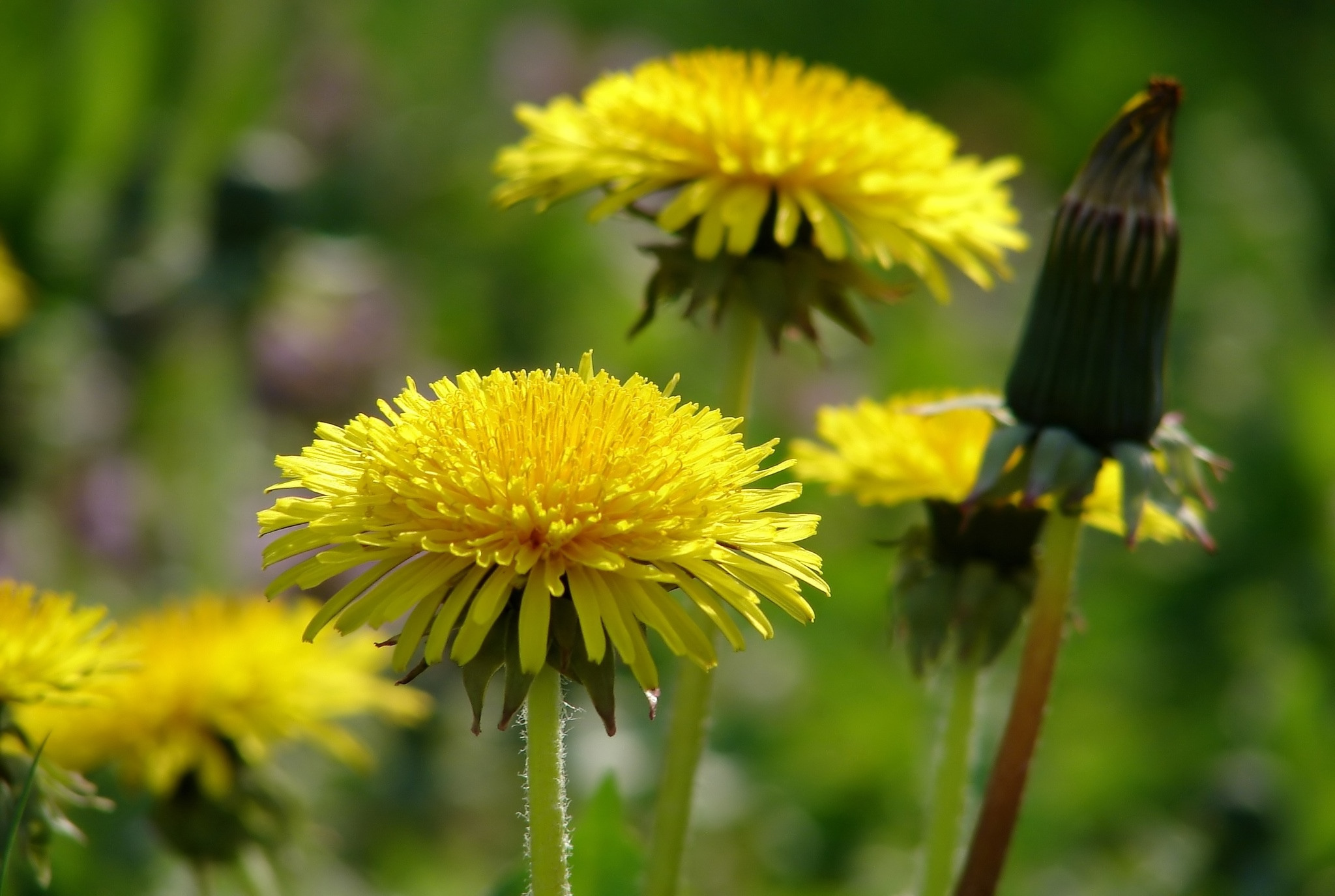 Download Nature Dandelion HD Wallpaper