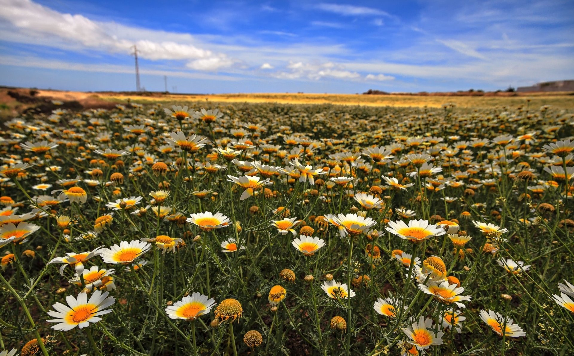 Download Nature Chamomile HD Wallpaper