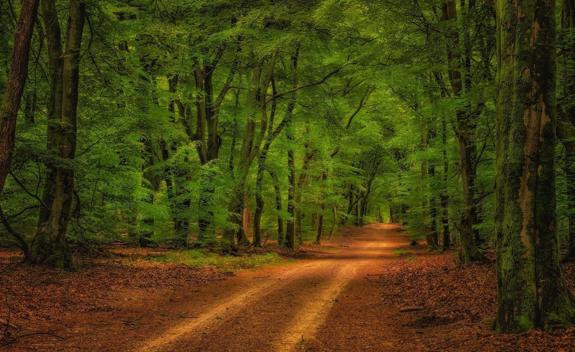 Serene Forest Path HD Wallpaper – Nature’s Tranquil Escape