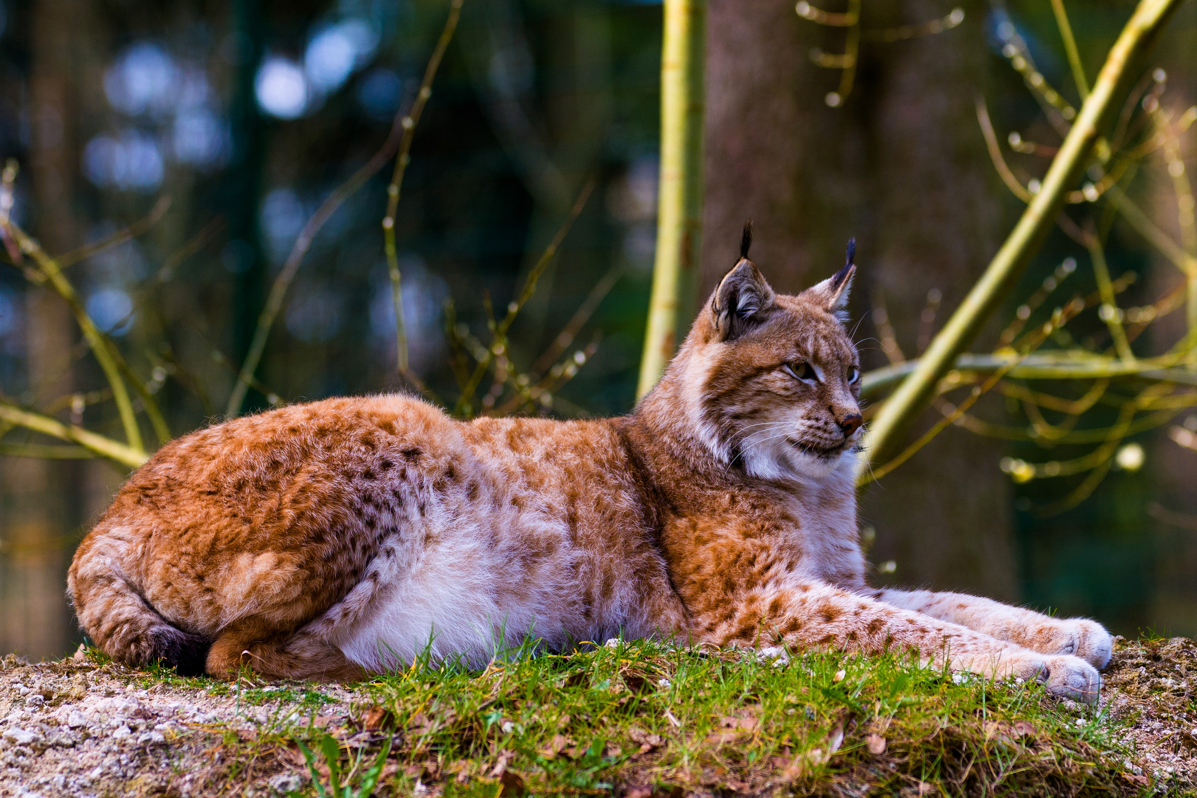 Download Animal Lynx 4k Ultra HD Wallpaper
