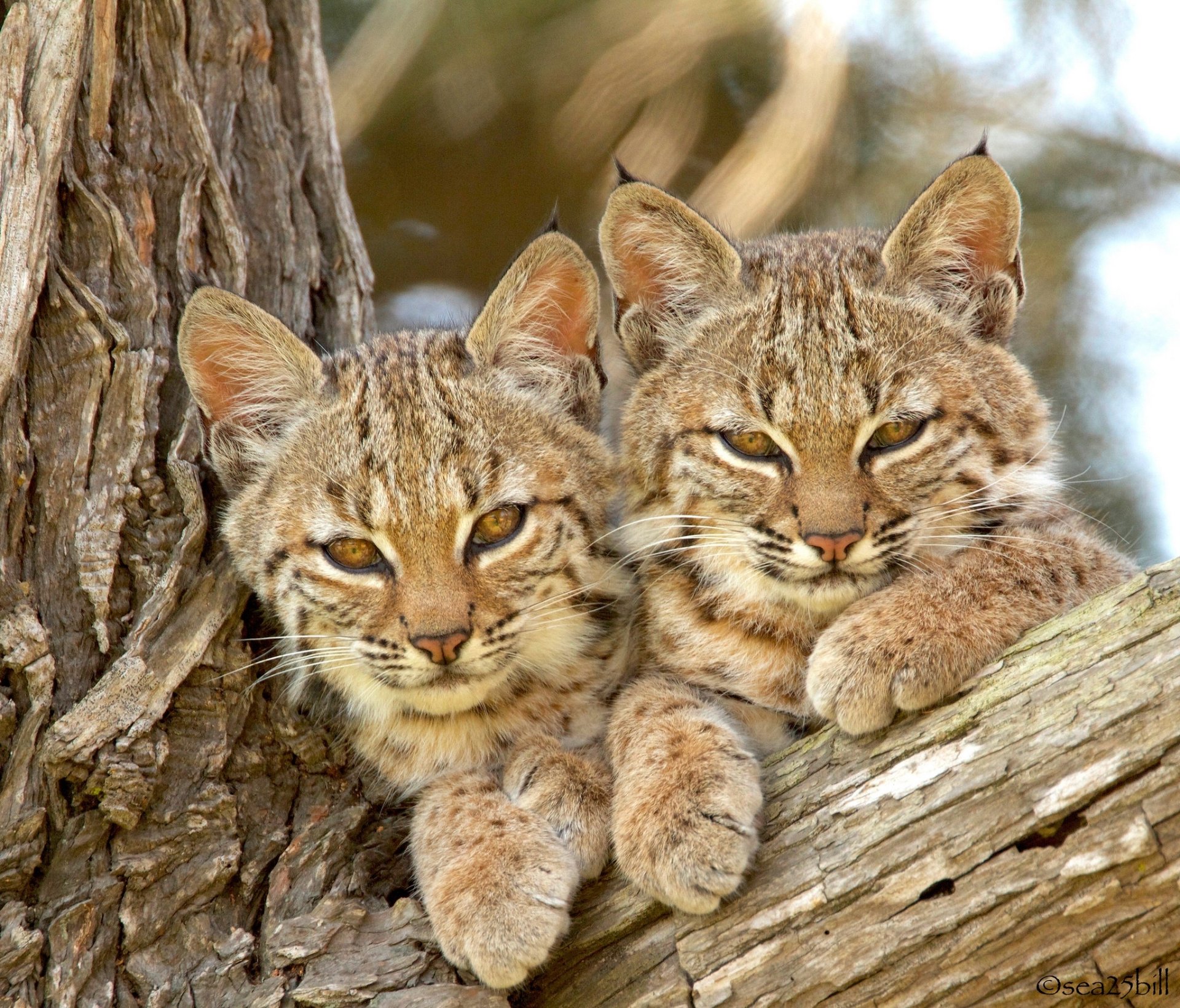 Lince Papel de Parede HD | Plano de Fundo | 2048x1750 | ID:982094 ...