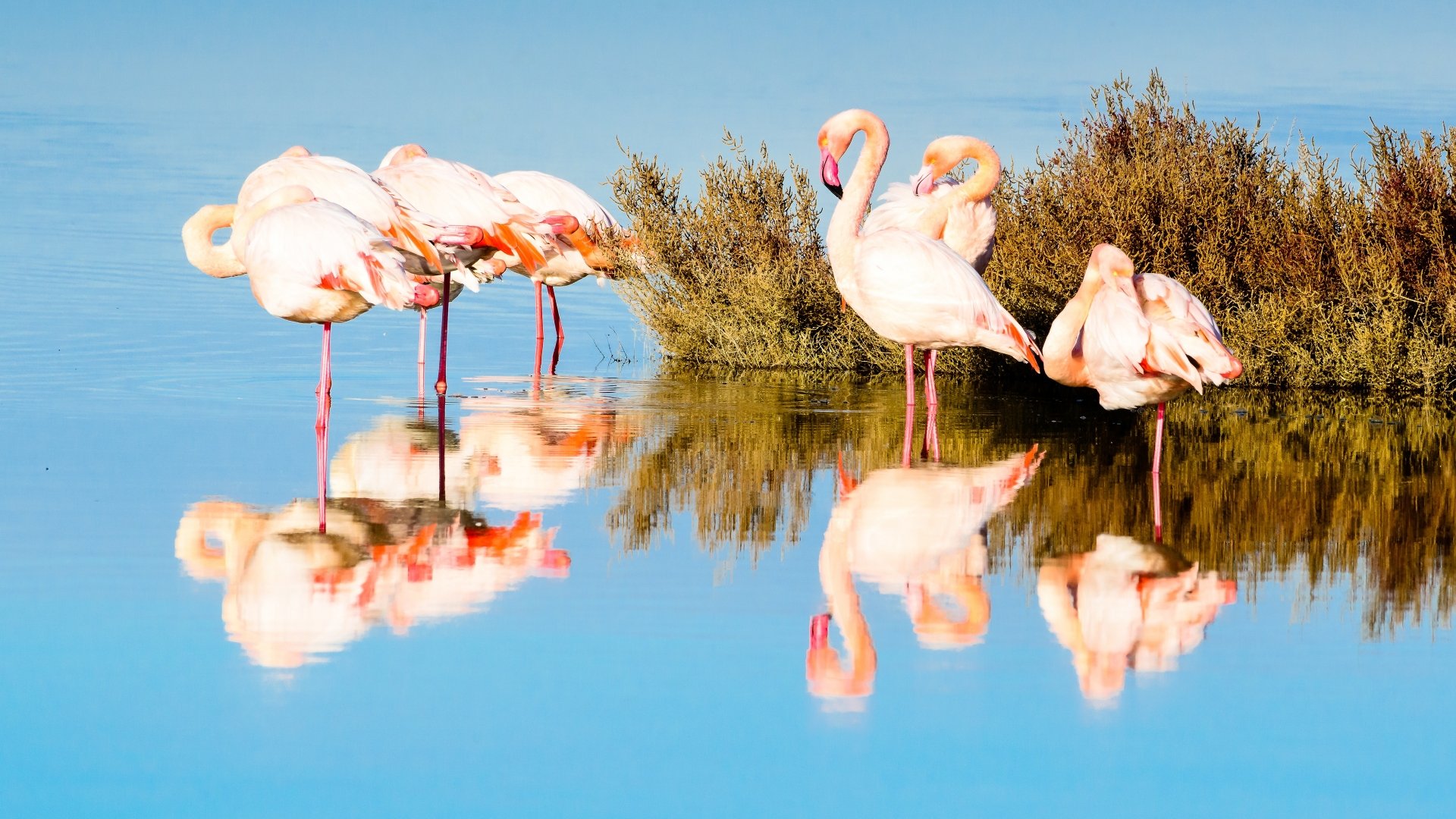 Download Reflection Bird Animal Flamingo 4k Ultra HD Wallpaper ...