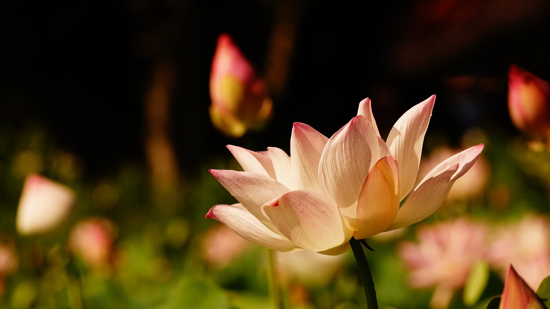 Download Close-up Pink Flower Flower Nature Lotus 4k Ultra HD Wallpaper