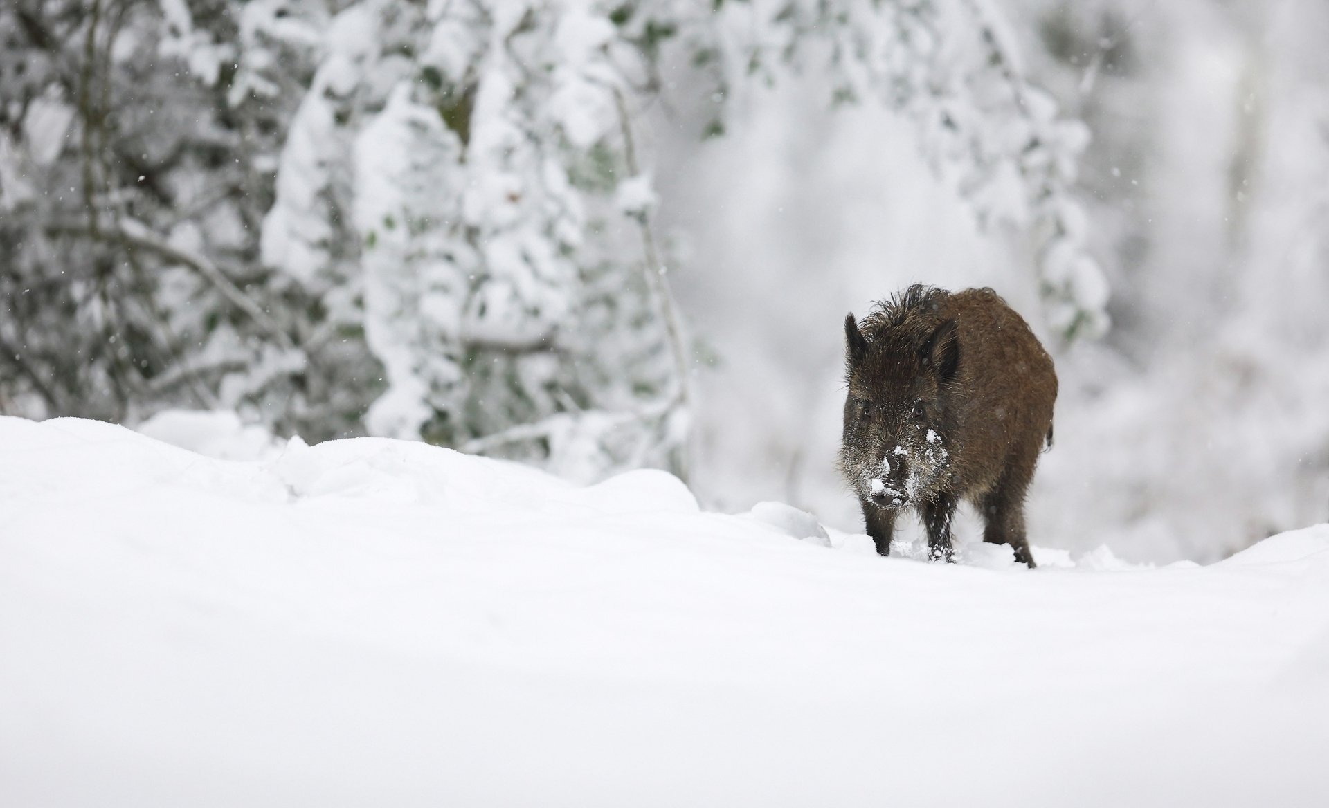 Winter Boar in Silent Snow HD Wallpaper