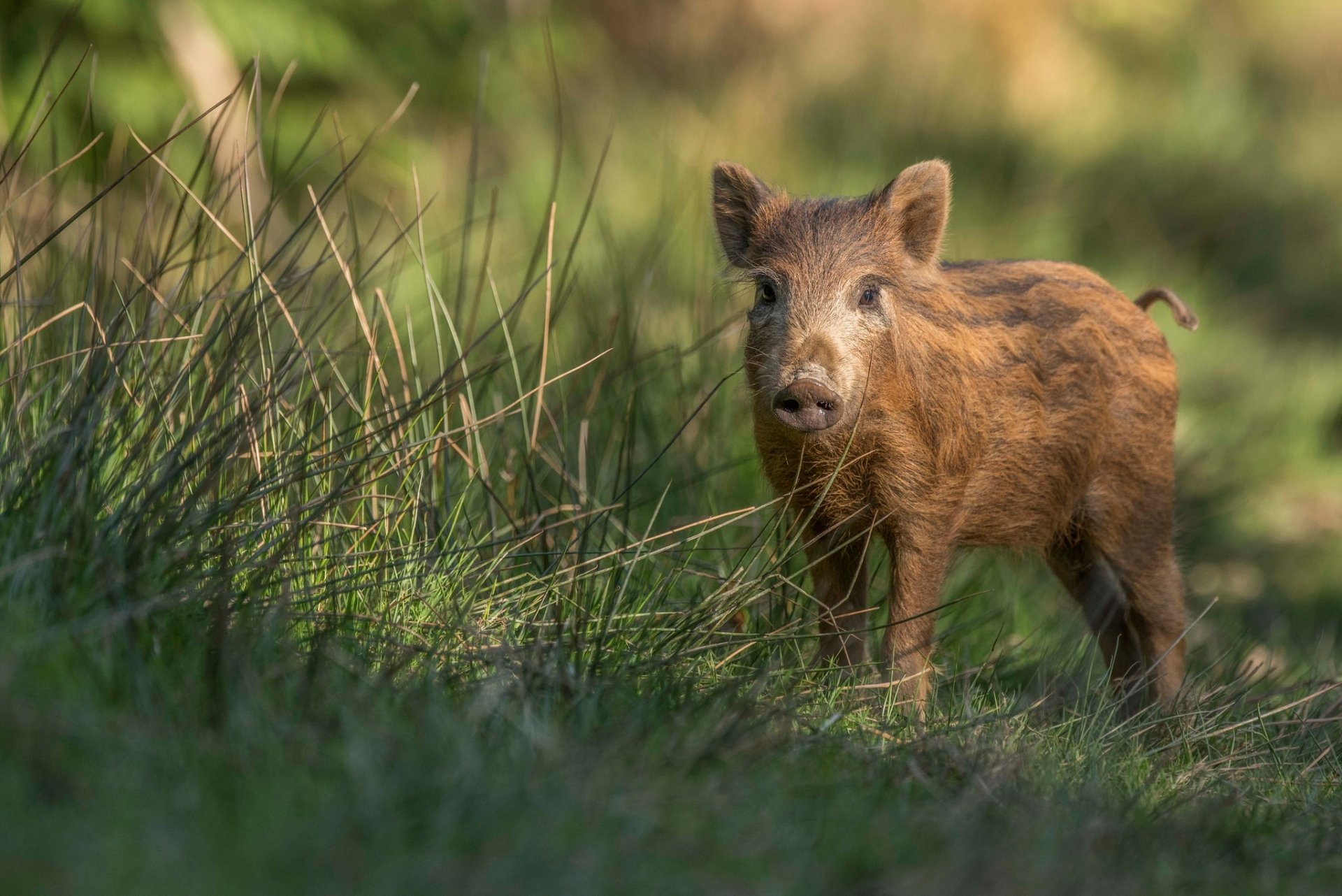 Wild Wonder: HD Baby Boar in Natural Habitat