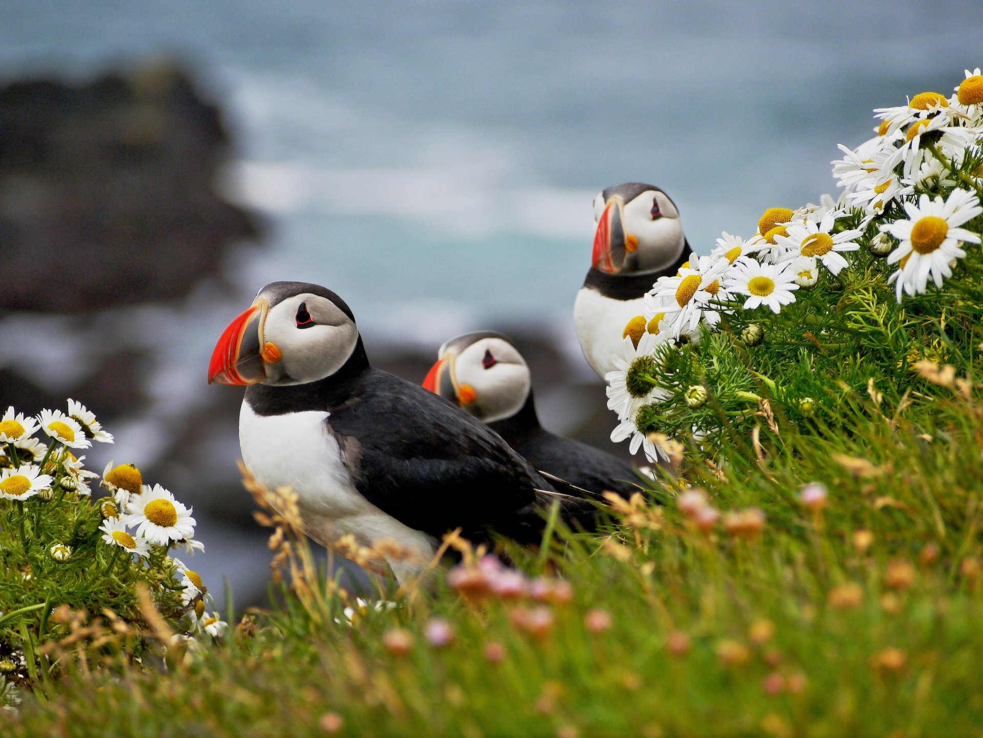Download White Flower Bird Animal Puffin HD Wallpaper