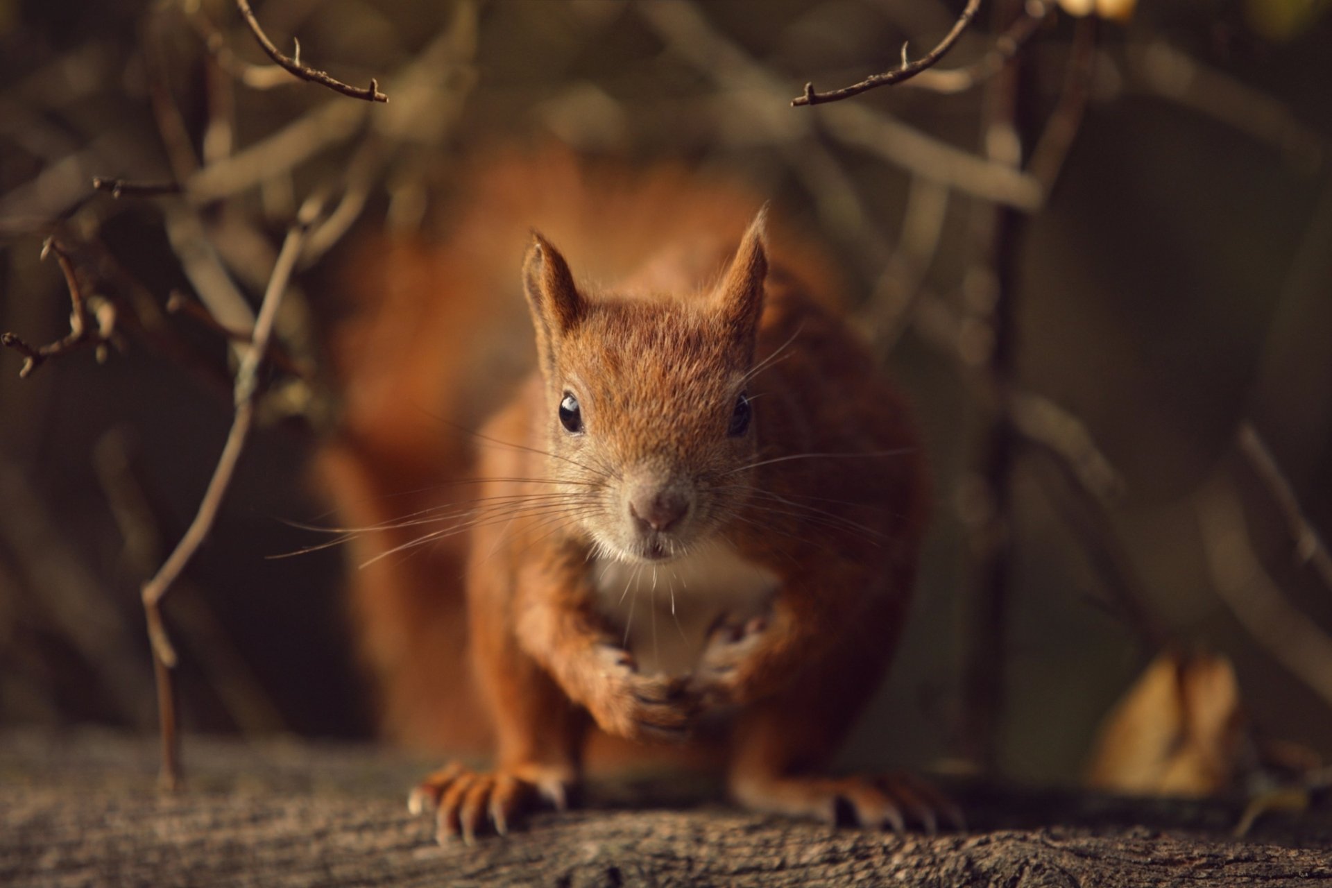 Download Rodent Animal Squirrel HD Wallpaper