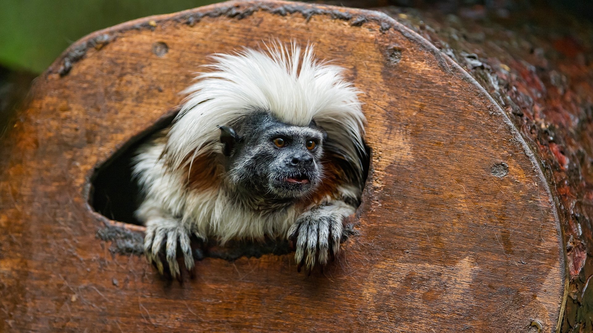 Emperor Tamarin Wallpaper